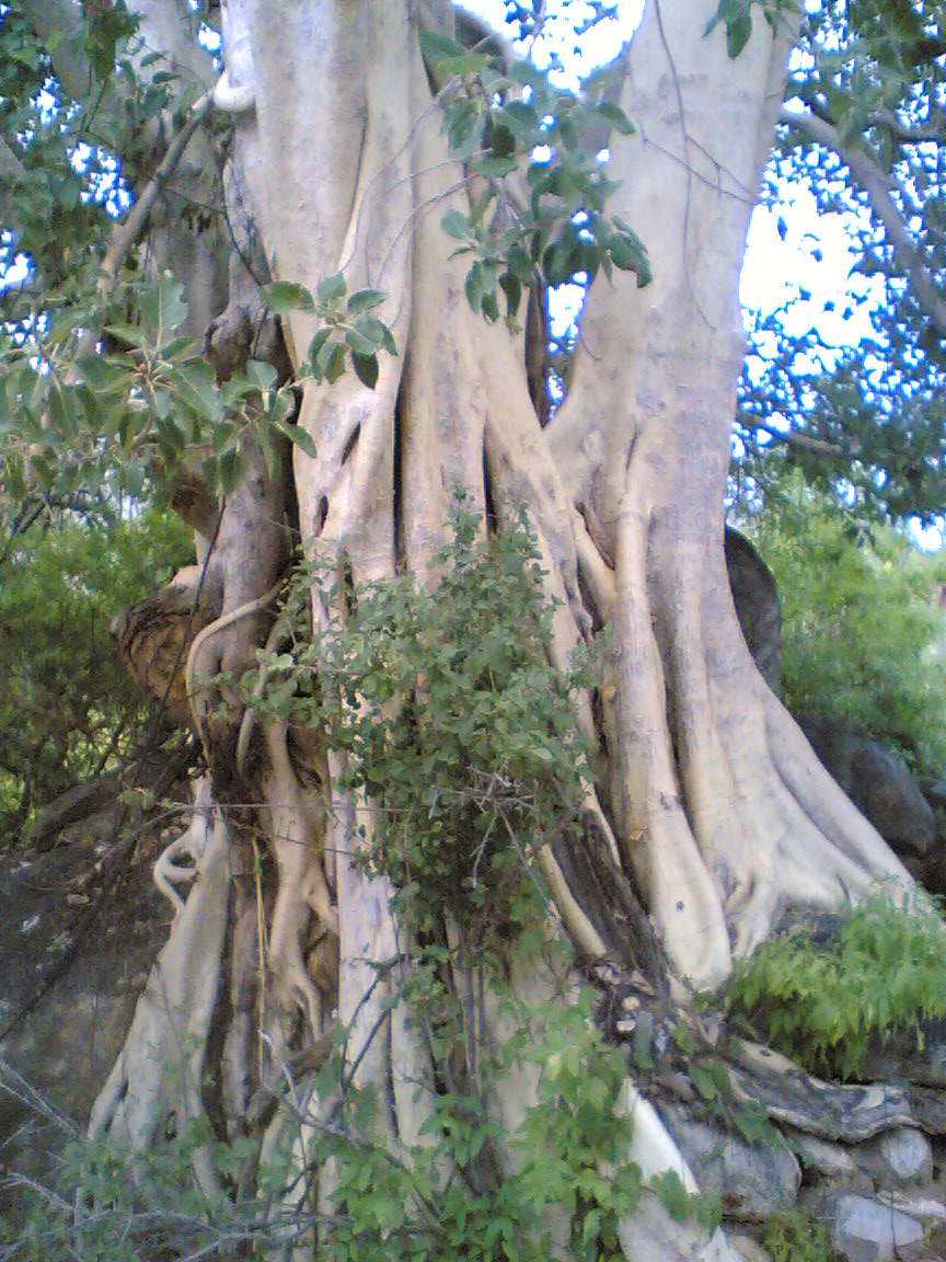 Image(308) | Laguna Baja